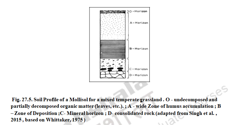 Grassland Ecosystem – Ecosystem structures & functions