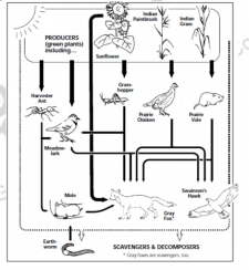 Grassland Ecosystem – Ecosystem structures & functions