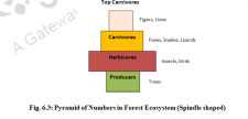 Ecological Pyramids – Ecosystem structures & functions