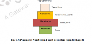Ecological Pyramids – Ecosystem structures & functions