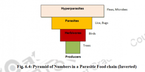 Ecological Pyramids – Ecosystem structures & functions