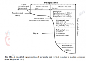 Types of Aquatic Ecosystems-II : Marine Ecosystem – Ecosystem ...