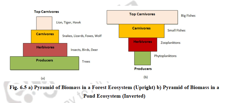 Ecological Pyramids – Ecosystem structures & functions