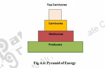 Ecological Pyramids – Ecosystem structures & functions