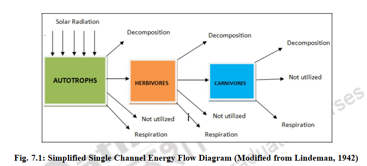Energy Flow in Ecosystem: Energy Flow Models – Ecosystem structures ...