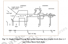 Energy Flow in Ecosystem: Energy Flow Models – Ecosystem structures ...