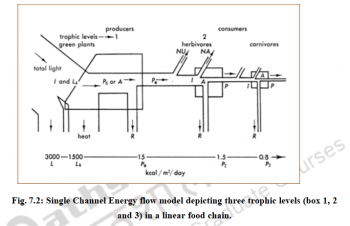 Energy Flow in Ecosystem: Energy Flow Models – Ecosystem structures ...