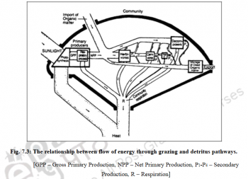 Energy Flow in Ecosystem: Energy Flow Models – Ecosystem structures ...