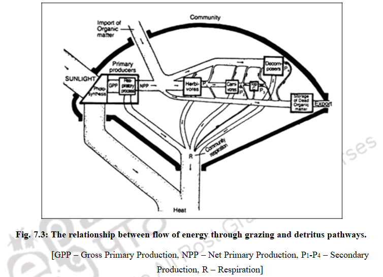 Energy Flow in Ecosystem: Energy Flow Models – Ecosystem structures & functions