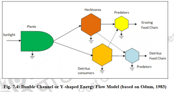 Energy Flow in Ecosystem: Energy Flow Models – Ecosystem structures ...