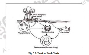Food chains and Food webs – Ecosystem structures & functions