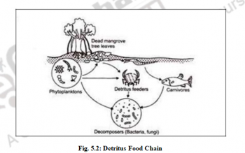 Food chains and Food webs – Ecosystem structures & functions