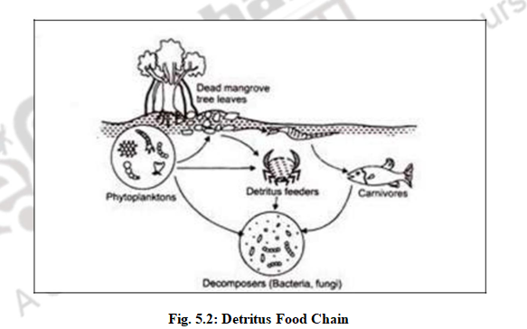 Food chains and Food webs – Ecosystem structures & functions