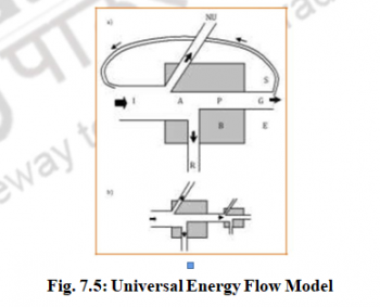 Energy Flow in Ecosystem: Energy Flow Models – Ecosystem structures ...