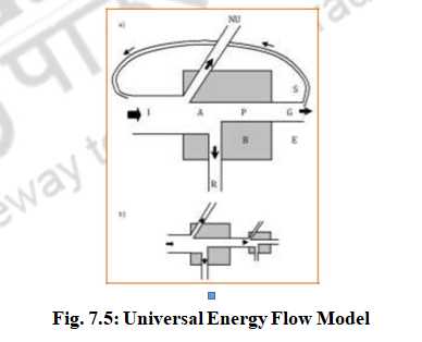 Energy Flow in Ecosystem: Energy Flow Models – Ecosystem structures ...