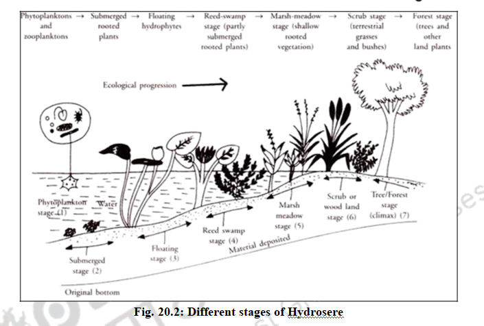 Ecological Succession – Part 2 – Ecosystem structures & functions