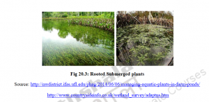 Ecological Succession – Part 2 – Ecosystem structures & functions