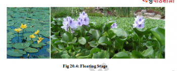 Ecological Succession – Part 2 – Ecosystem structures & functions