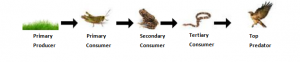 Food chains and Food webs – Ecosystem structures & functions