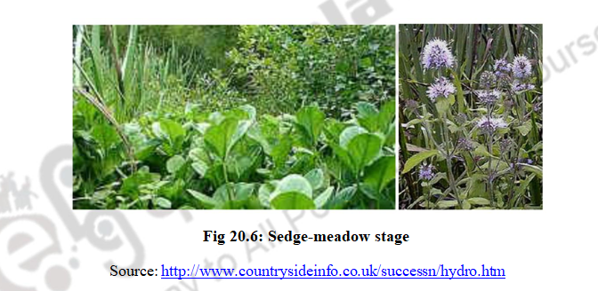 Ecological Succession – Part 2 – Ecosystem structures & functions