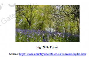 Ecological Succession – Part 2 – Ecosystem structures & functions