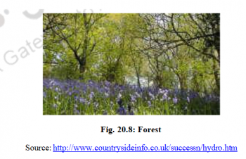 Ecological Succession – Part 2 – Ecosystem structures & functions