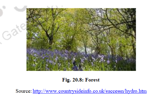 Ecological Succession – Part 2 – Ecosystem structures & functions