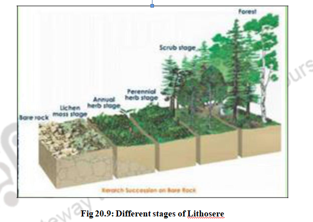 Ecological Succession – Part 2 – Ecosystem structures & functions
