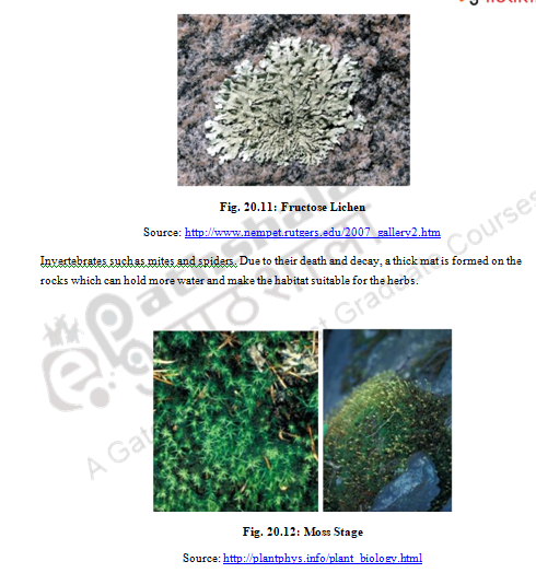 Ecological Succession – Part 2 – Ecosystem structures & functions