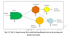 Food chains and Food webs – Ecosystem structures & functions