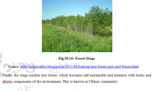 Ecological Succession – Part 2 – Ecosystem structures & functions