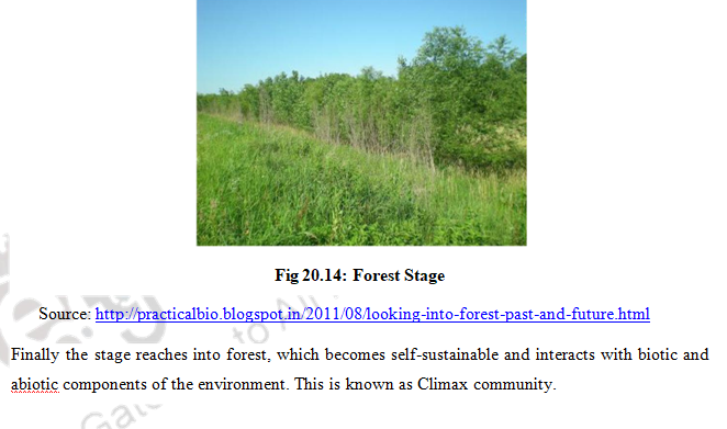 Ecological Succession – Part 2 – Ecosystem structures & functions