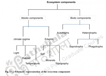 Ecosystem Structure and Functions – Ecosystem structures & functions