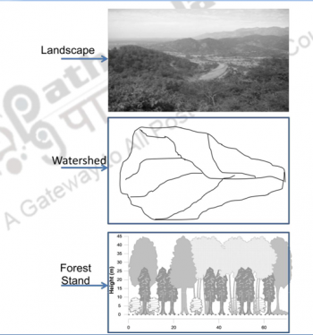 Ecosystem Structure and Functions – Ecosystem structures & functions