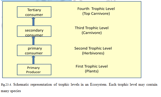 Ecosystem Structure and Functions – Ecosystem structures & functions
