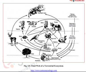 Food chains and Food webs – Ecosystem structures & functions