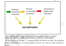 Ecosystem Structure and Functions – Ecosystem structures & functions