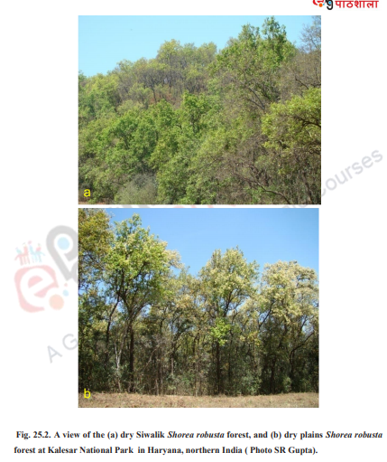 Forest ecosystem: Forest Types of India – Ecosystem structures & functions