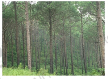 Forest ecosystem: Forest Types of India – Ecosystem structures & functions