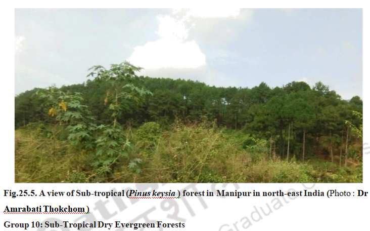 Forest ecosystem: Forest Types of India – Ecosystem structures & functions