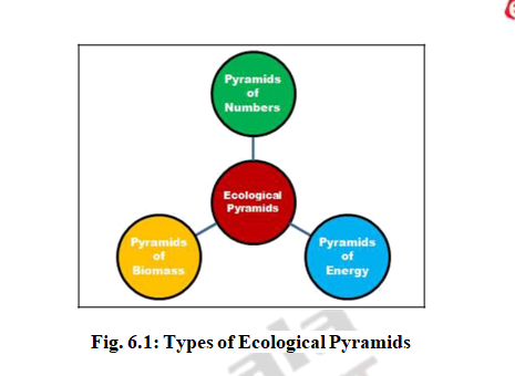 Ecological Pyramids – Ecosystem structures & functions
