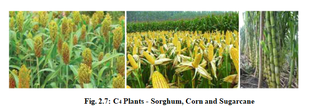Ecosystems: Concept, Structure and Functions – Part 2 – Ecosystem structures & functions
