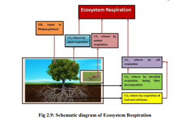 Ecosystems: Concept, Structure and Functions – Part 2 – Ecosystem structures & functions
