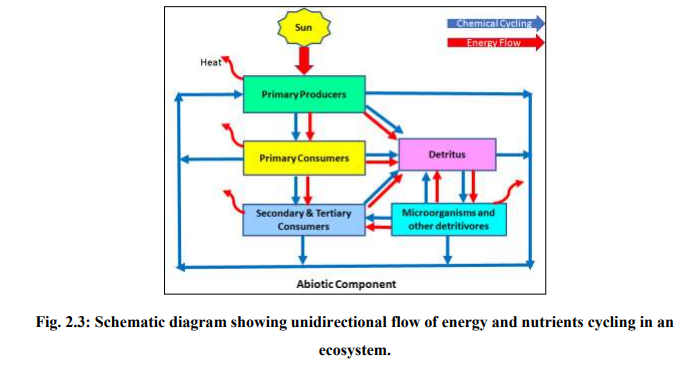Ecosystems Concept Structure And Functions Part 2 Ecosystem Structures And Functions