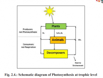 Ecosystems: Concept, Structure and Functions – Part 2 – Ecosystem structures & functions