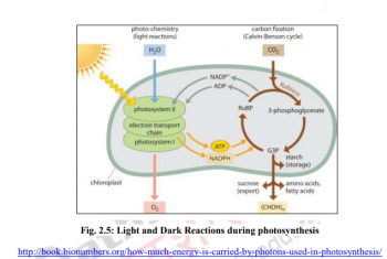 Ecosystems: Concept, Structure and Functions – Part 2 – Ecosystem structures & functions