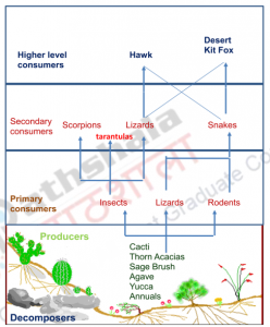 Desert Ecosystem – Ecosystem structures & functions