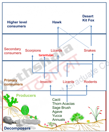 Desert Ecosystem – Ecosystem structures & functions