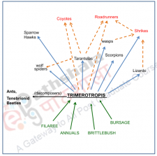 Desert Ecosystem – Ecosystem structures & functions