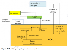 Desert Ecosystem – Ecosystem structures & functions
